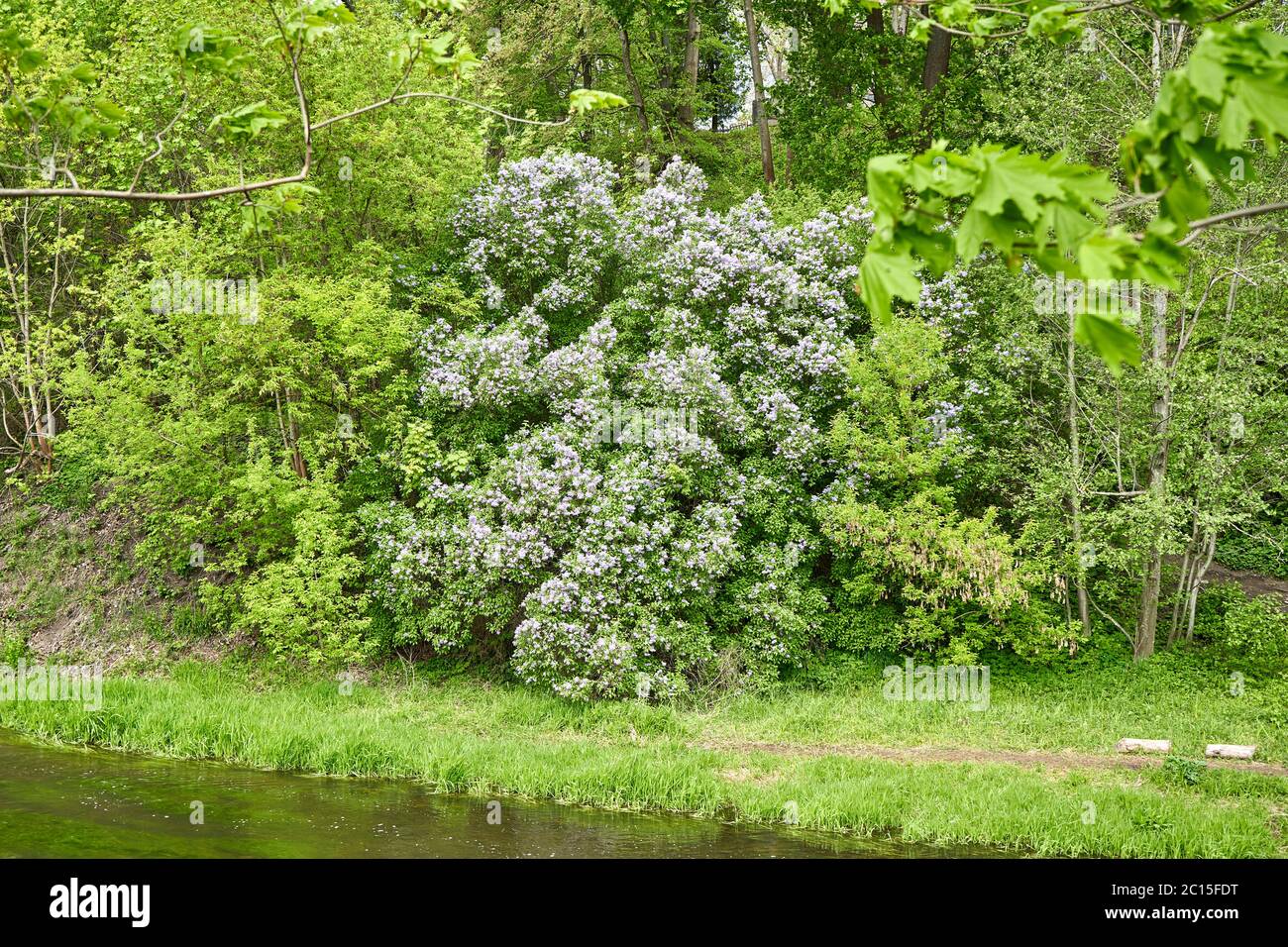 Tress and garden hi-res stock photography and images - Alamy