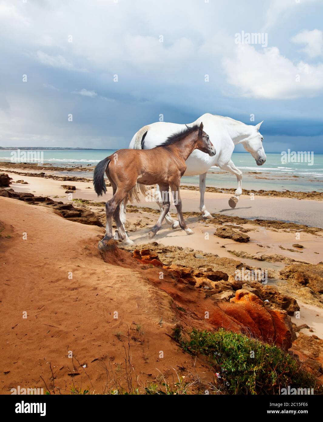 Andalusian colt with mom at the sea coastline. Spain Stock Photo - Alamy