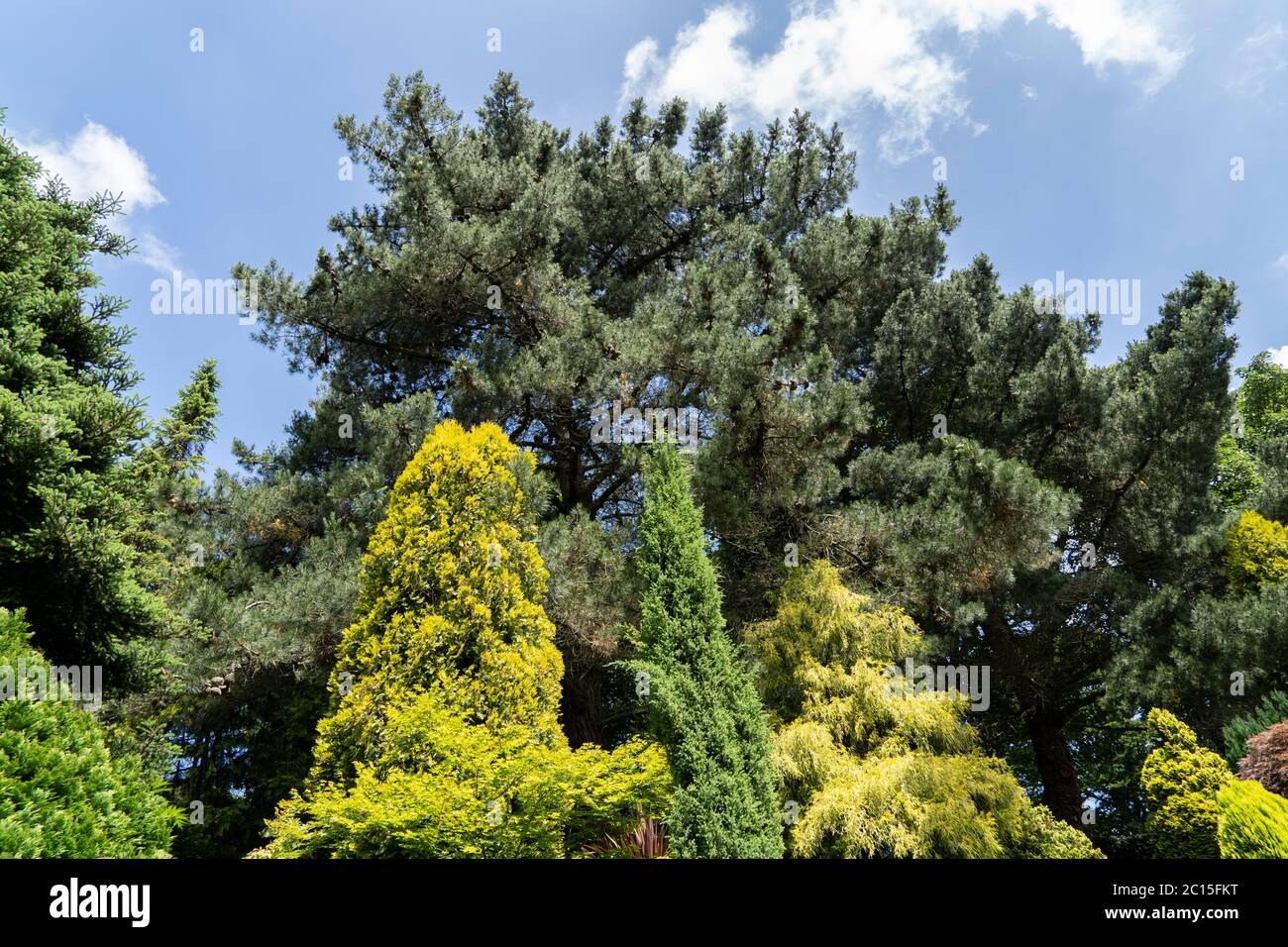 Fletcher Moss park and Botanical Garden, Manchester, UK. 13/06/20 Stock ...