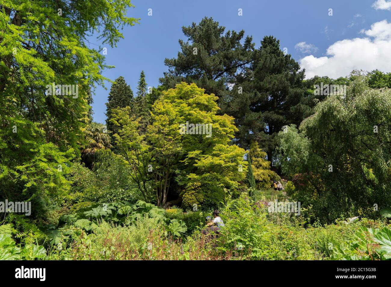 Fletcher Moss park and Botanical Garden, Manchester, UK. 13/06/20 Stock ...