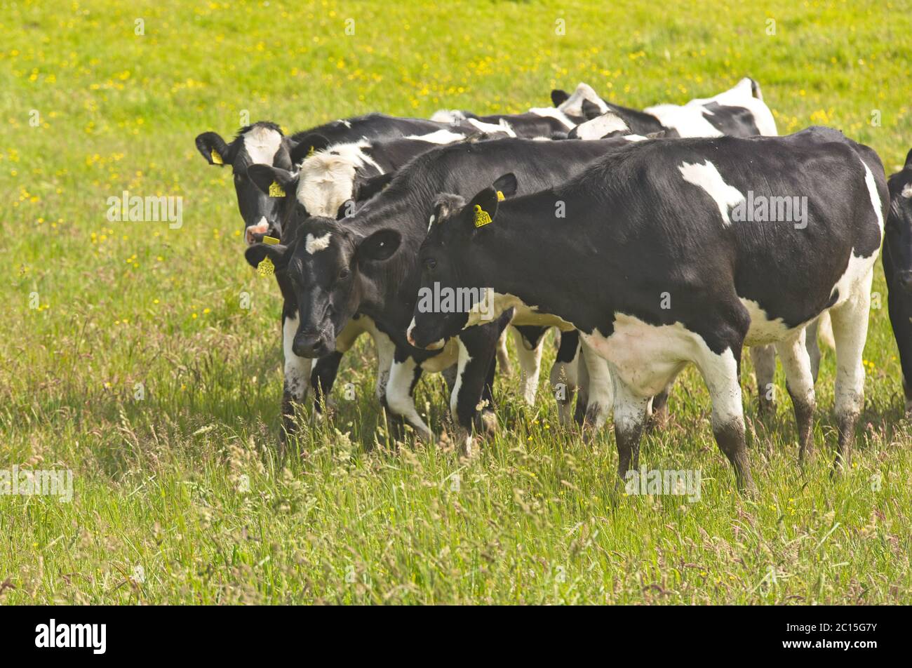 Cows playing before going inside Stock Photo - Alamy