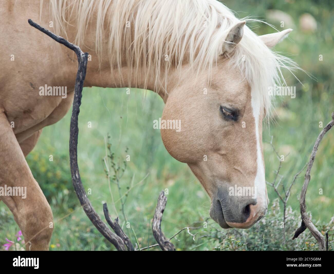 Wild stallions hi-res stock photography and images - Alamy