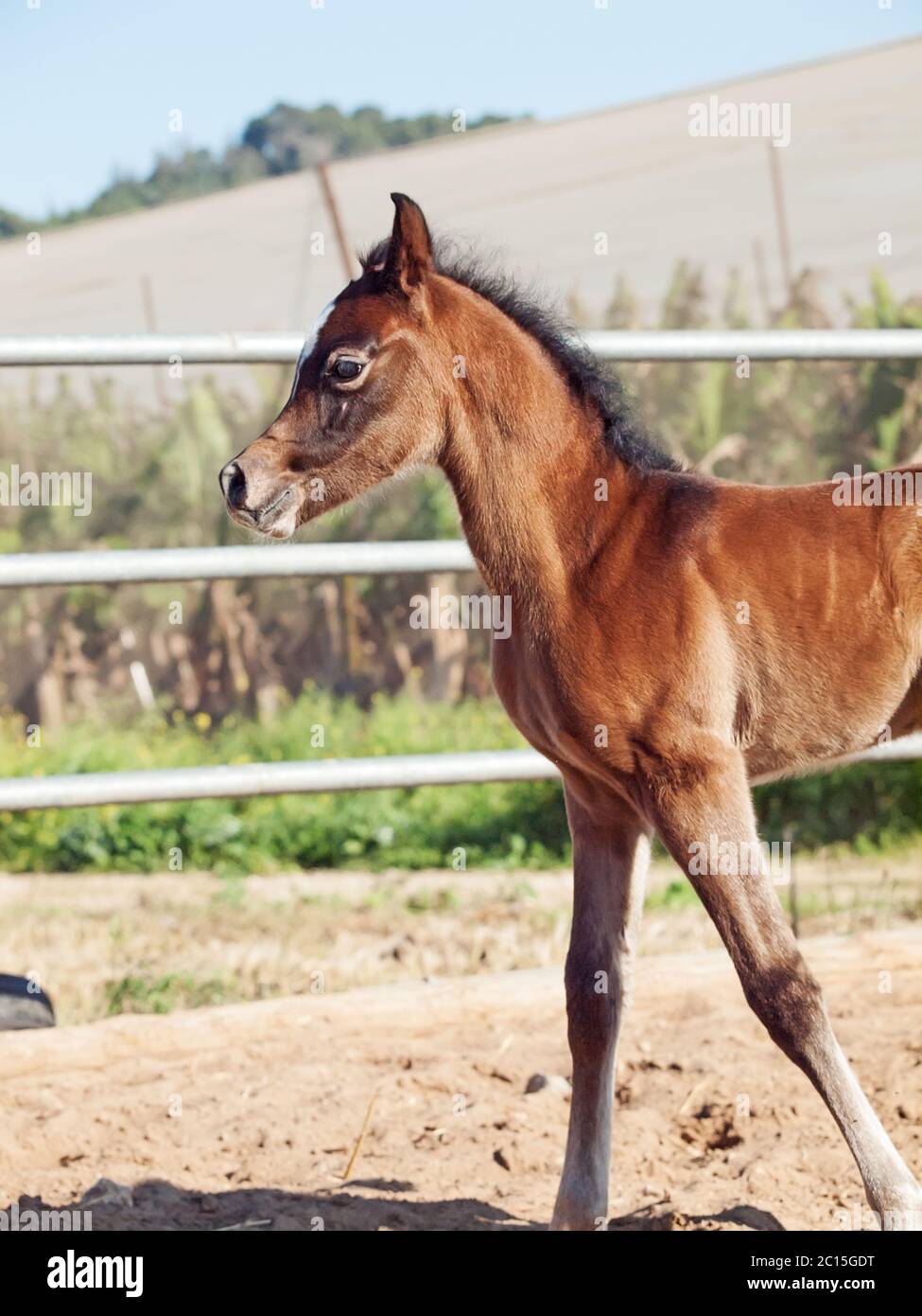 portrait of arabian little foal. Israel Stock Photo - Alamy