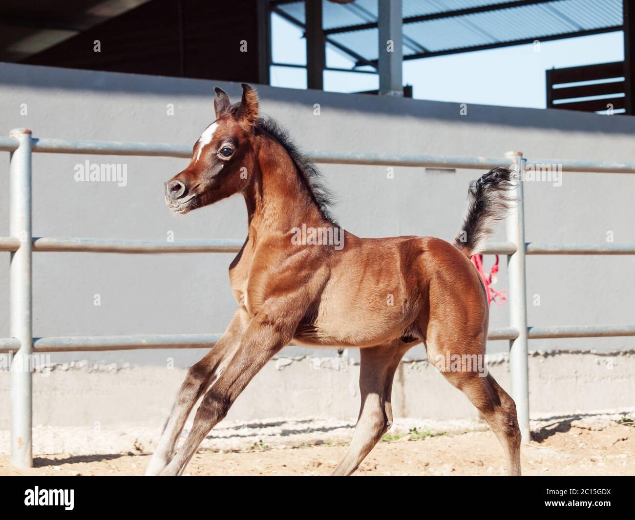 running arabian little foal. Israel Stock Photo - Alamy