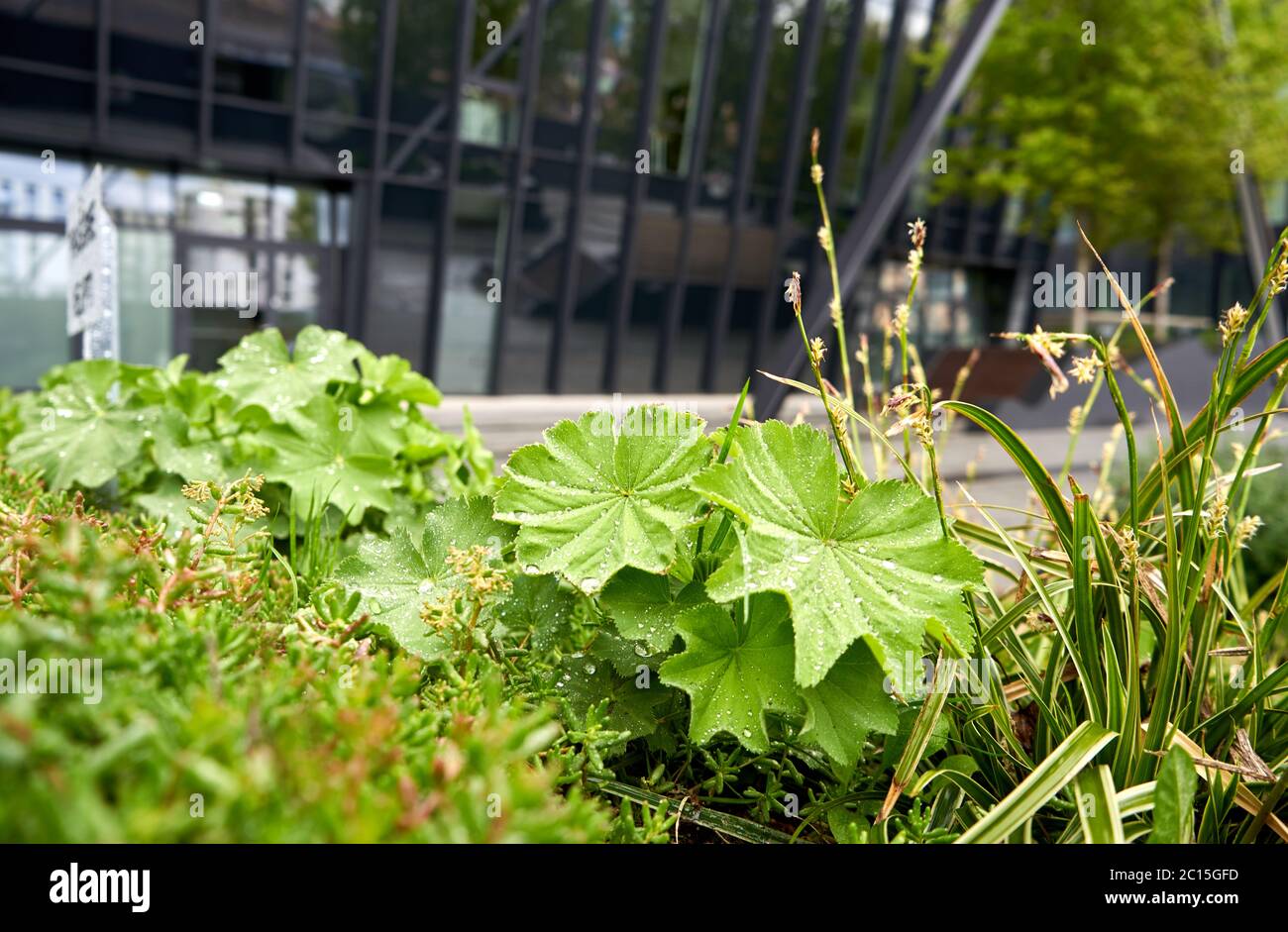 Green field plants in the city park Stock Photo - Alamy