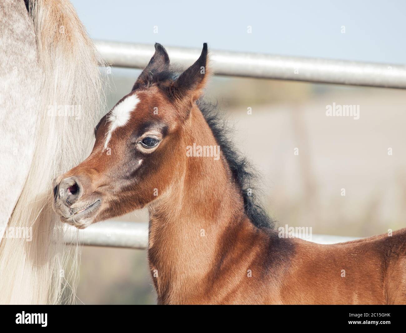 portrait of arabian little foal with mom. Israel Stock Photo - Alamy