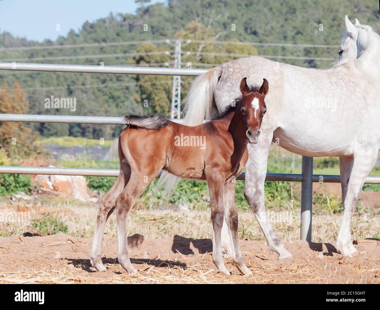 arabian little foal with mom. Israel Stock Photo - Alamy