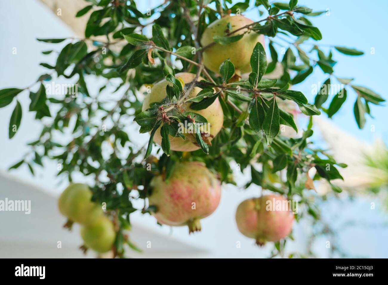 Pests on pomegranate tree, closeup branch with fruits Stock Photo - Alamy