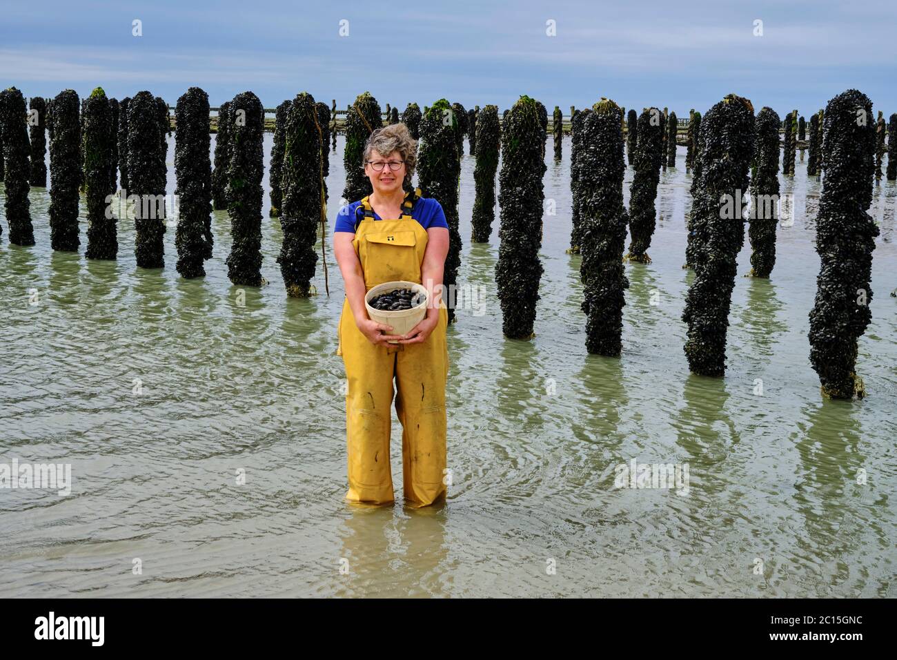 Bouchot Mussels High Resolution Stock Photography and Images - Alamy