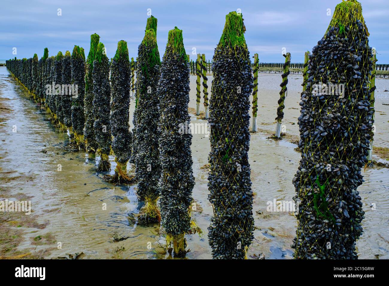 Bouchot culture hi-res stock photography and images - Alamy