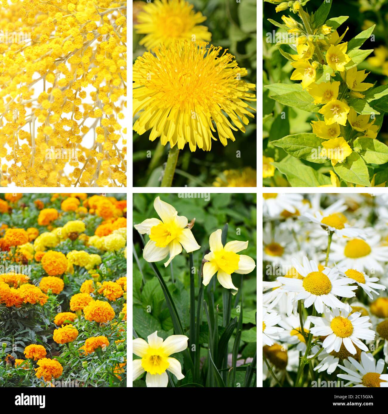 Yellow summer flowers as background Stock Photo - Alamy