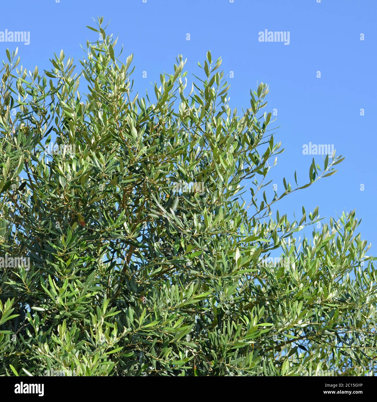 Wild olive tree hi-res stock photography and images - Alamy