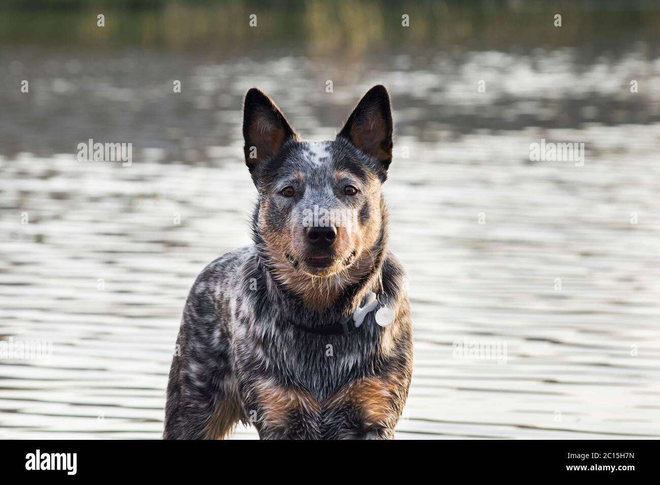 Australian Cattle Dog (Blue heeler) standing in the water of a dam ...
