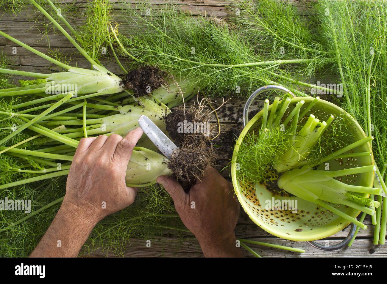 Preparation of fennel Stock Photo - Alamy