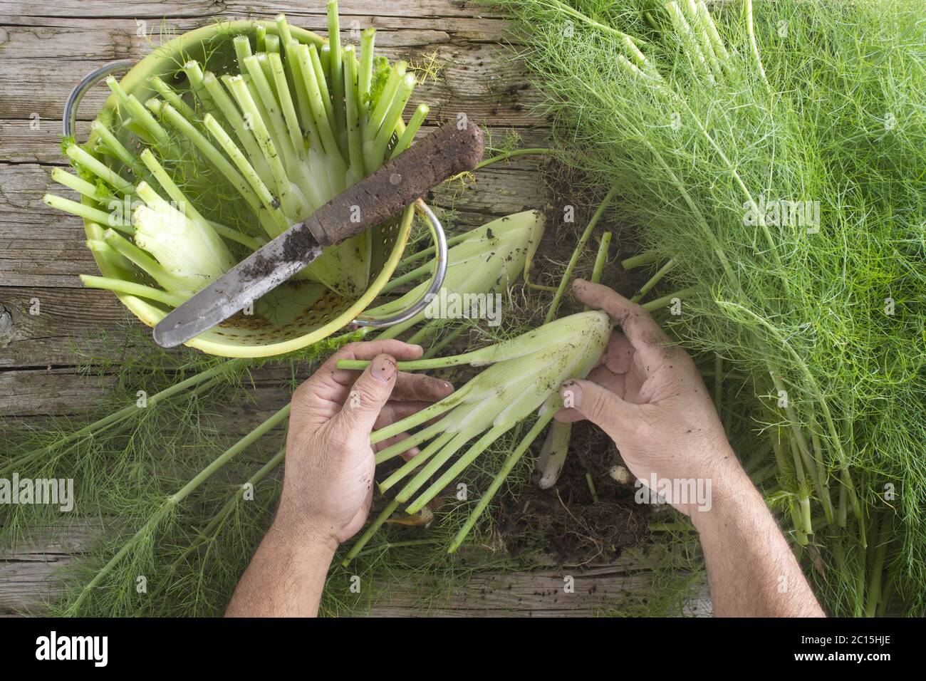 Preparation of fennel Stock Photo - Alamy