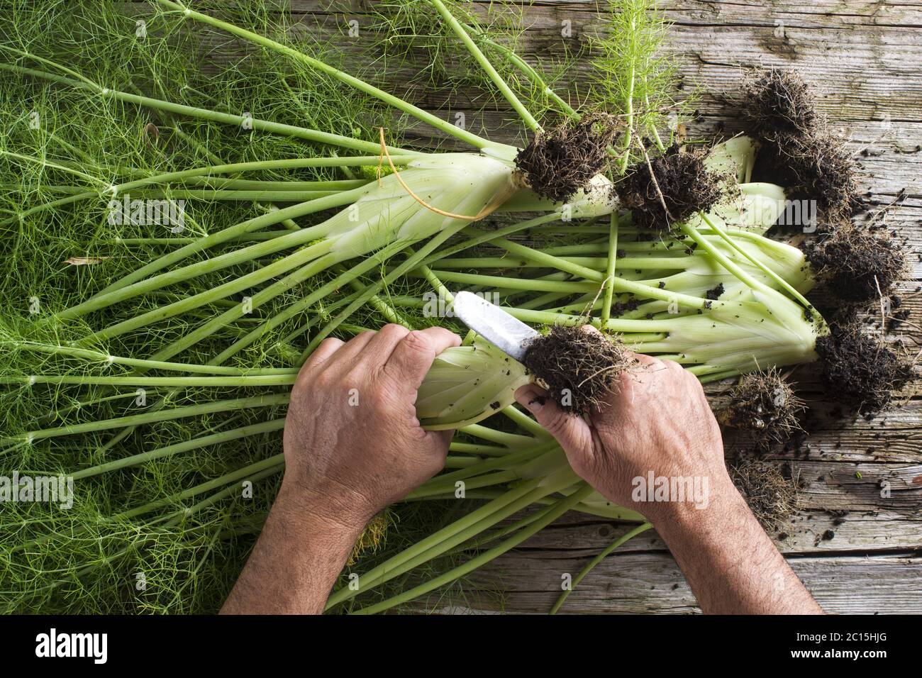 Preparation of fennel Stock Photo - Alamy