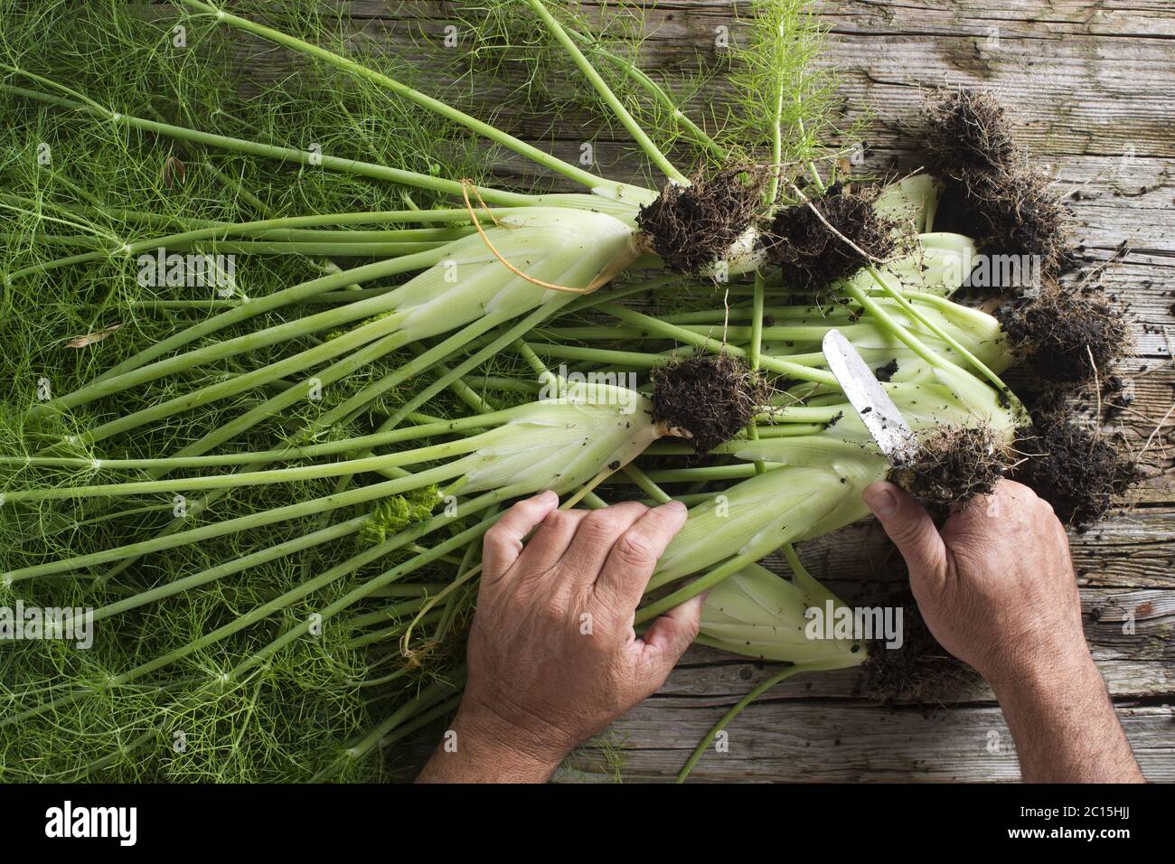 Preparation of fennel Stock Photo - Alamy