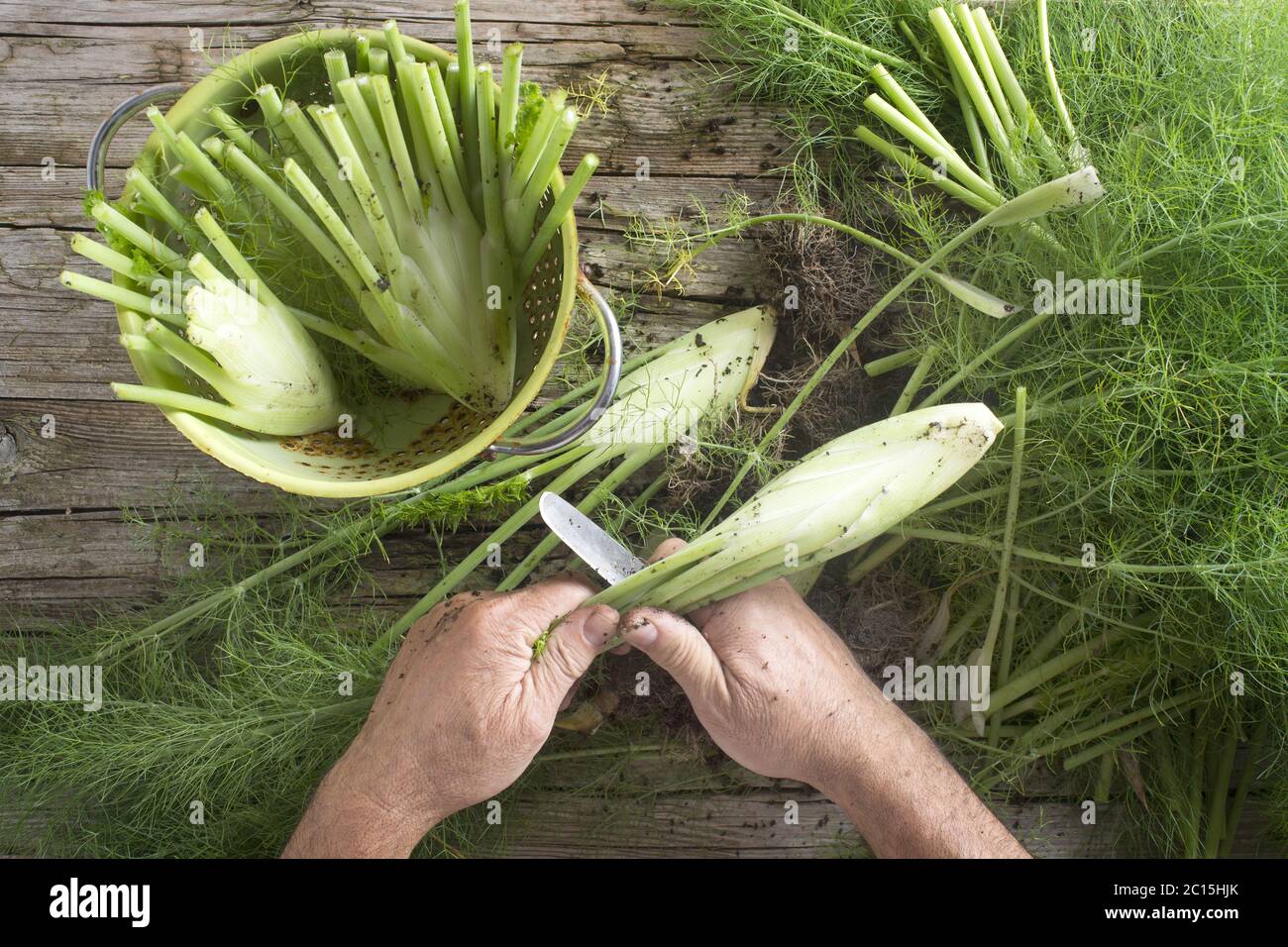 Preparation of fennel Stock Photo - Alamy