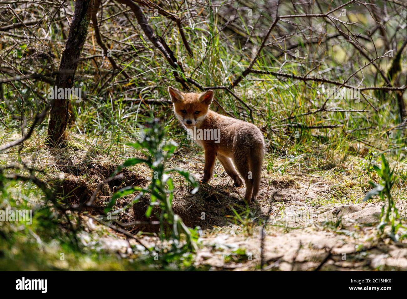 Young fox in the dunes of the Amsterdam water supply Area - Jonge vos ...