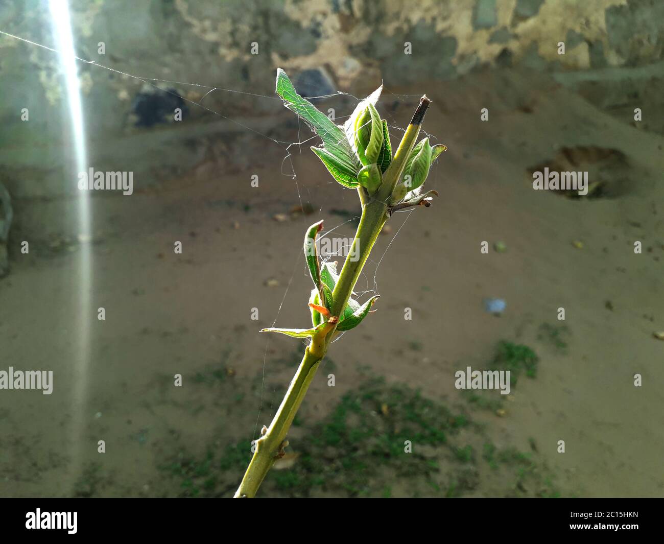 Ray spiders hi-res stock photography and images - Alamy