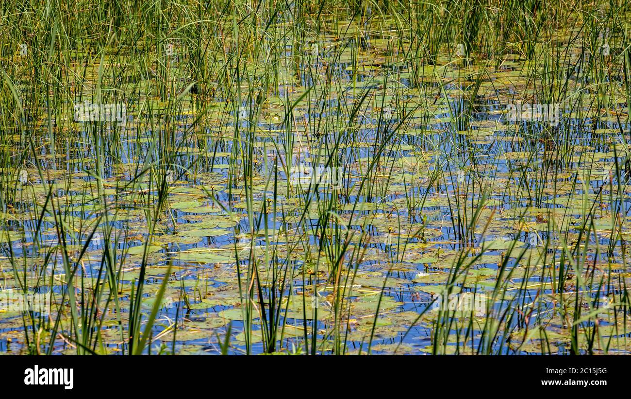 Reeds farm hi-res stock photography and images - Alamy