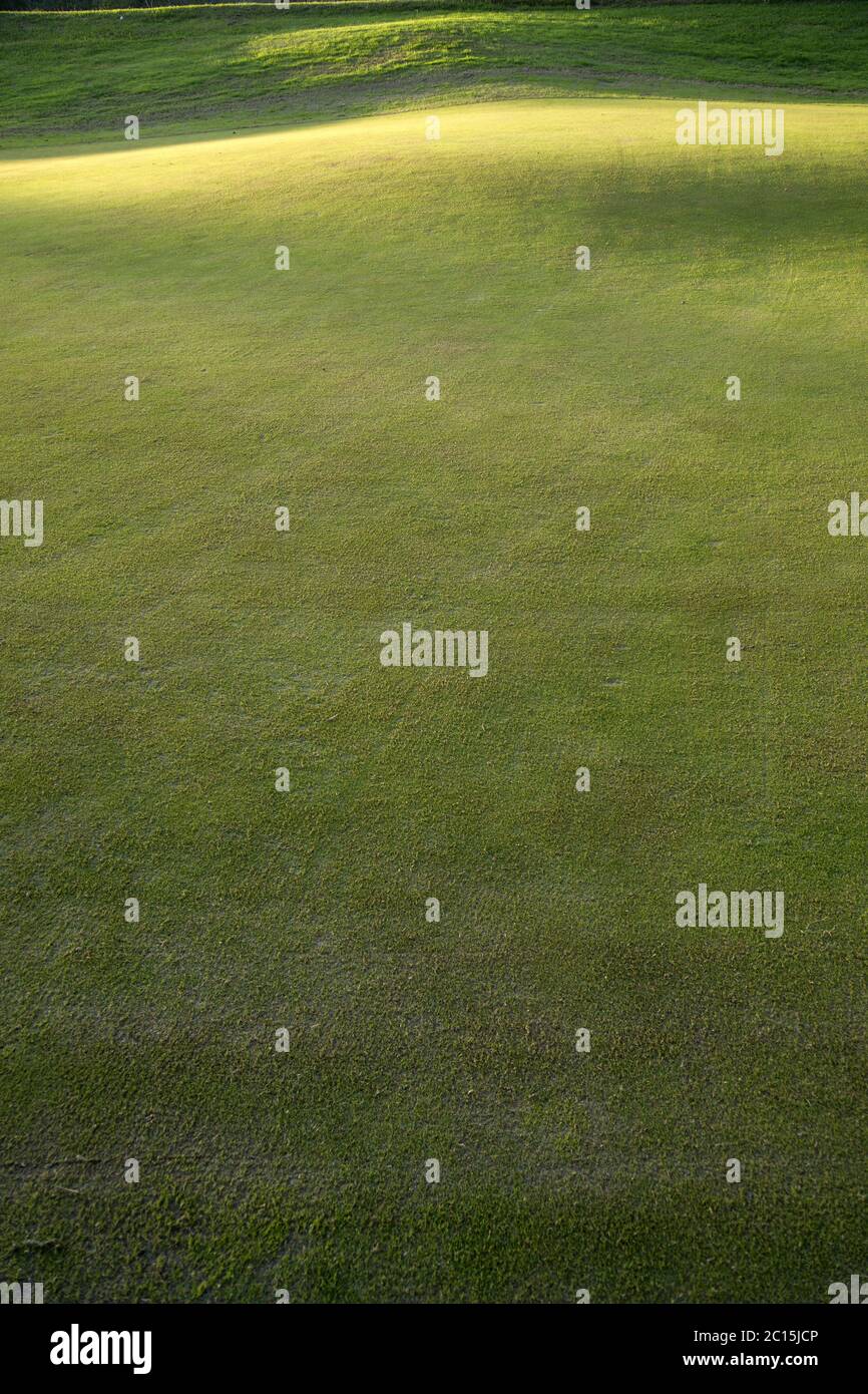 Grass on a golf course Stock Photo - Alamy