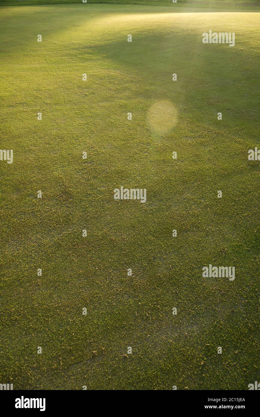 Grass on a golf course Stock Photo - Alamy