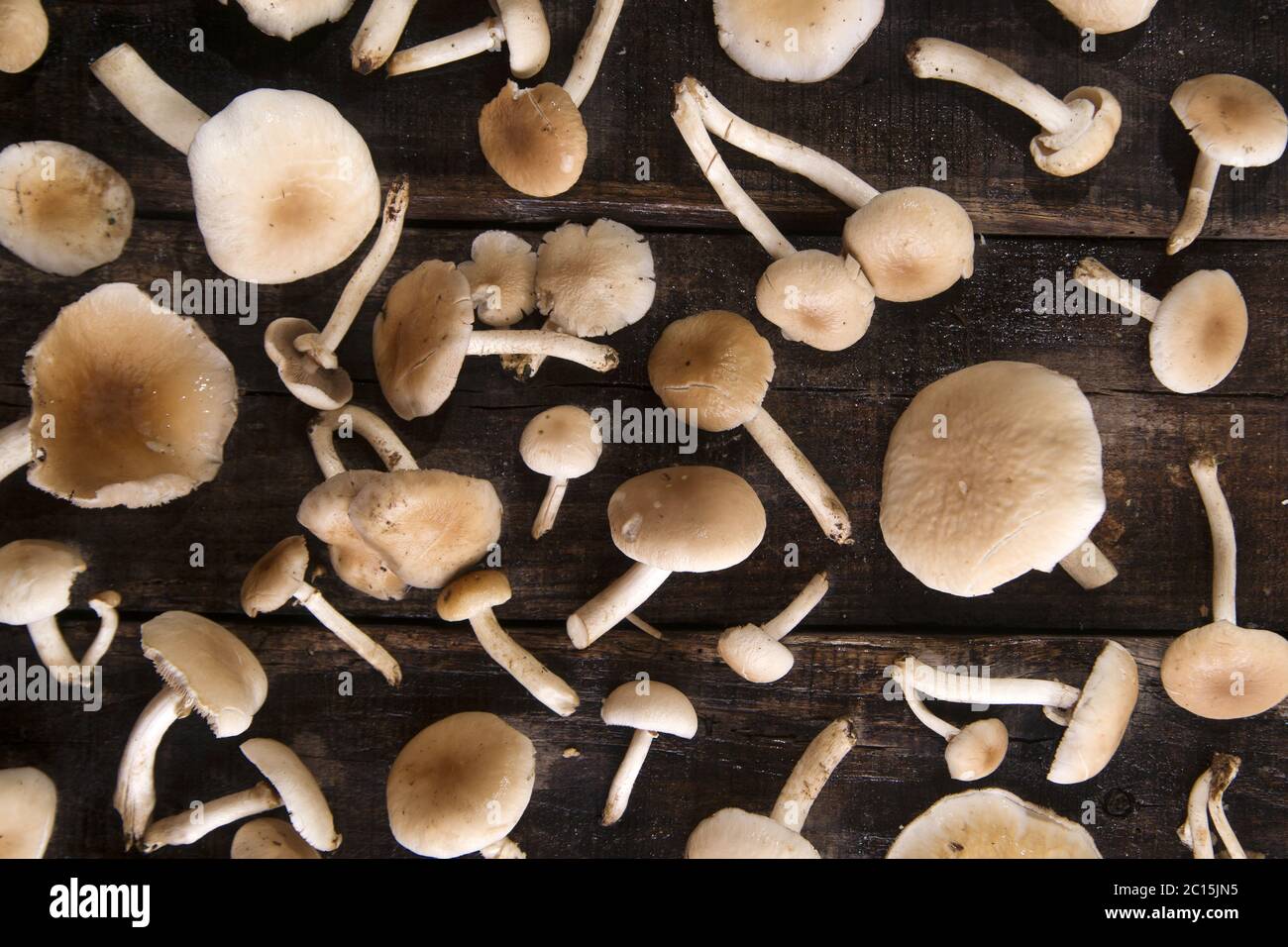 Pioppini hi-res stock photography and images - Alamy