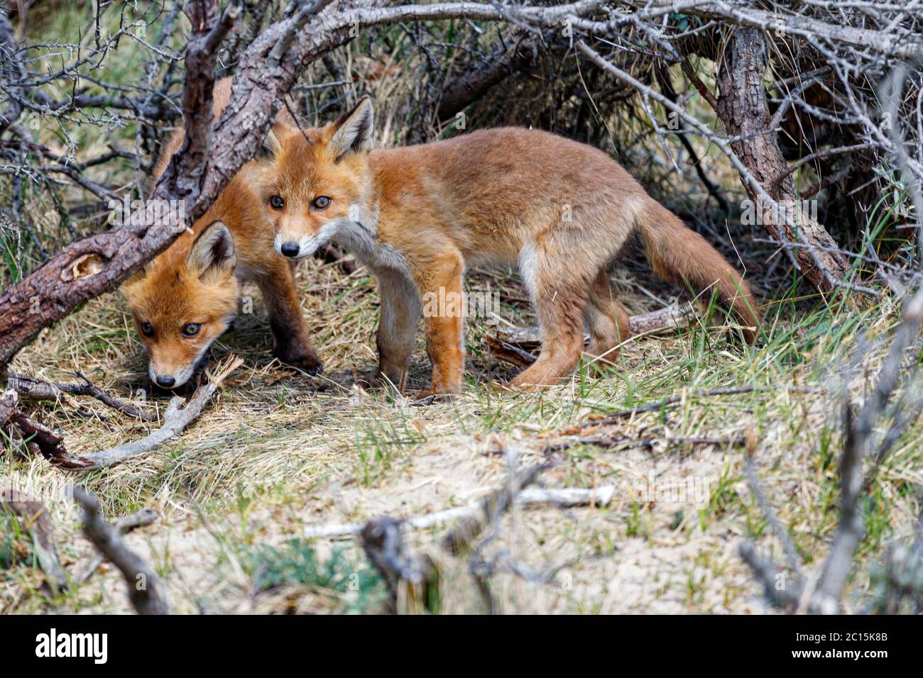Young fox in the dunes of the Amsterdam water supply Area - Jonge vos ...