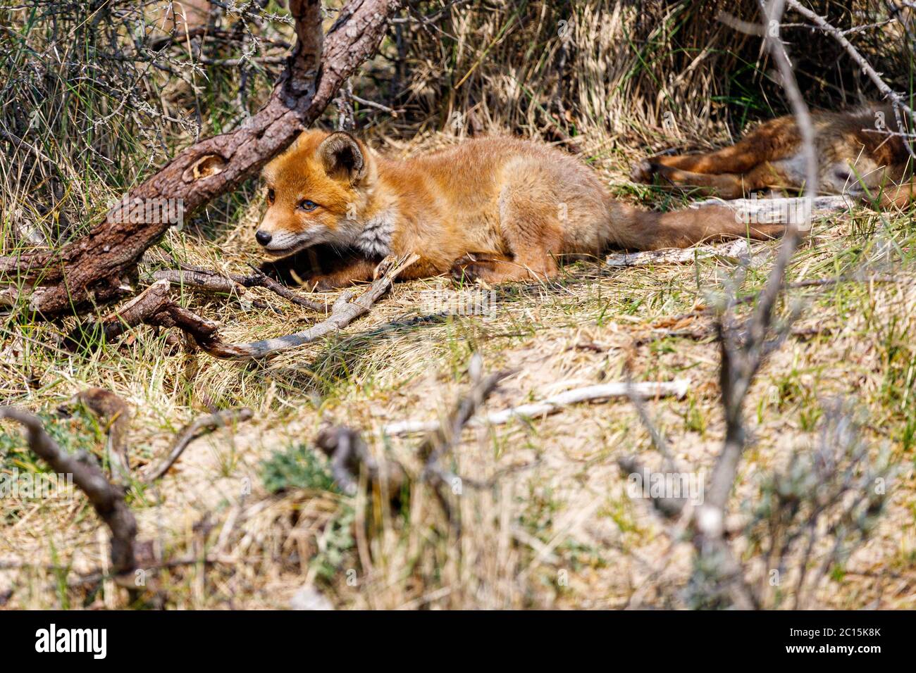 Young fox in the dunes of the Amsterdam water supply Area - Jonge vos ...