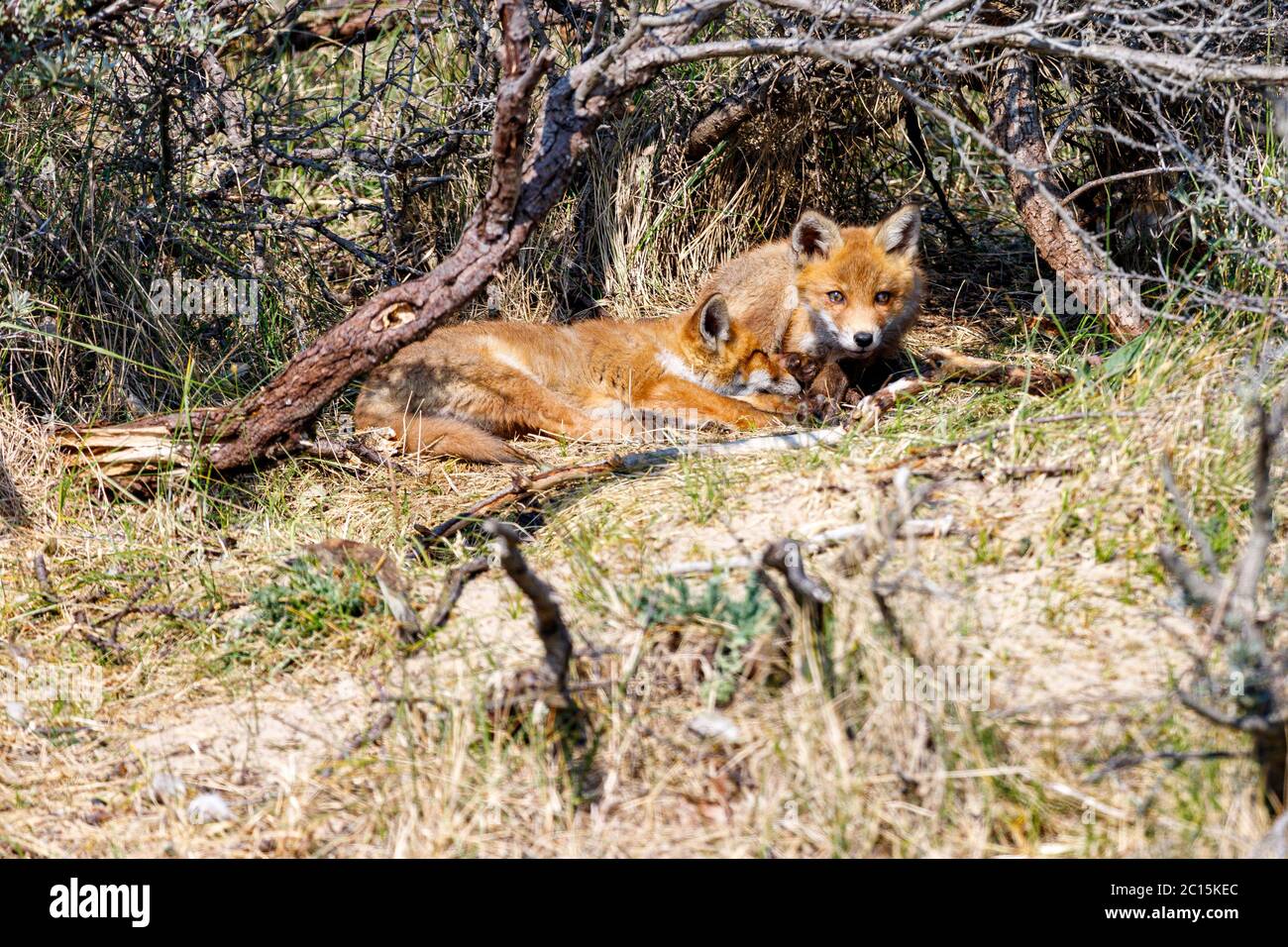 Young fox in the dunes of the Amsterdam water supply Area - Jonge vos ...