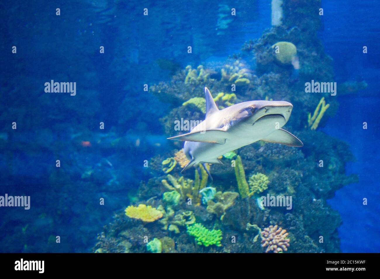 Grey shark hi-res stock photography and images - Alamy