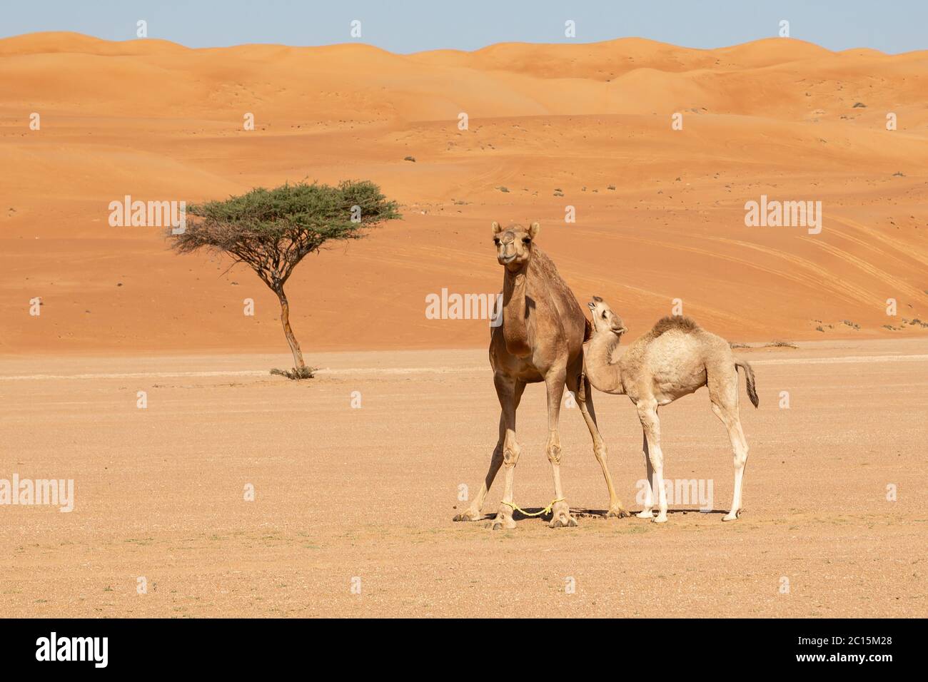 Mother camel cow with calf in Wahiba Sands desert, Oman Stock Photo - Alamy