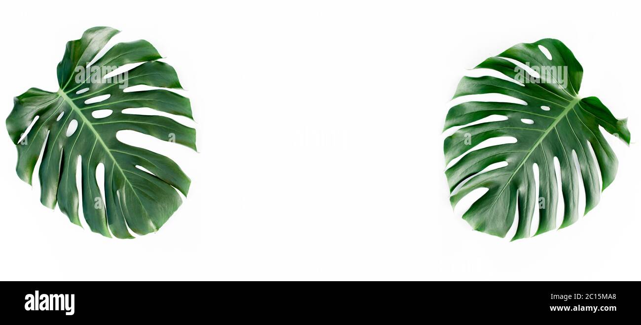 Text frame tropical leaves Cut Out Stock Images & Pictures - Alamy