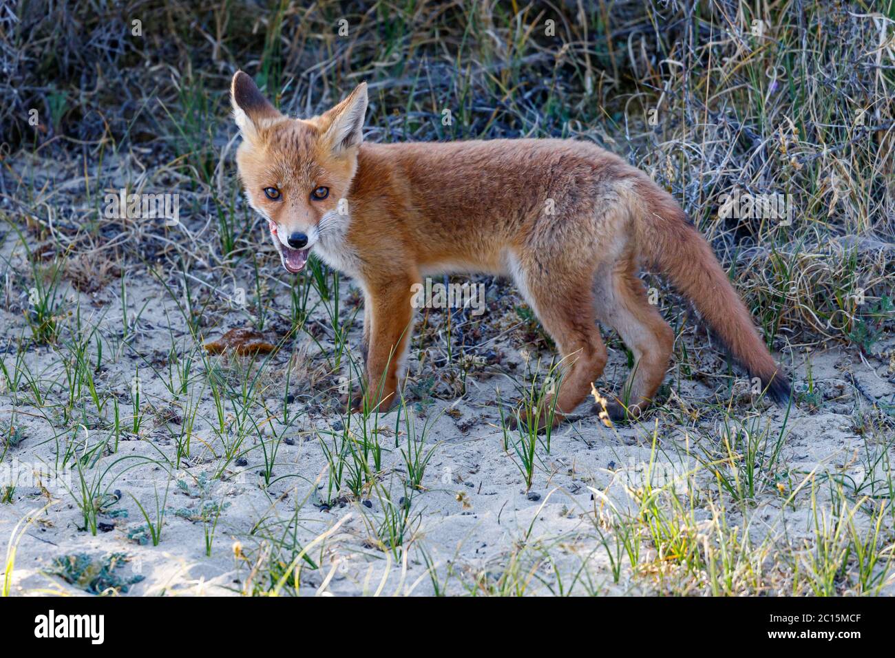 Young fox in the dunes of the Amsterdam water supply Area - Jonge vos ...