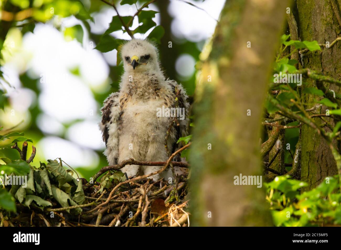 Common Buzzard chick developing in the nest Stock Photo - Alamy