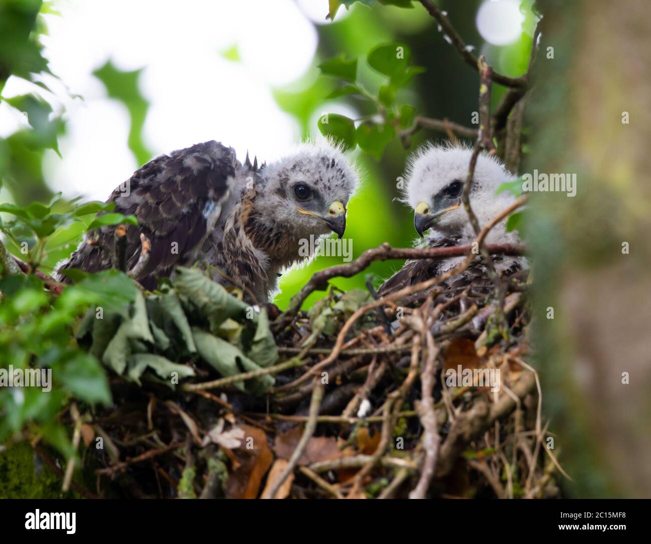Common Buzzard chick developing in the nest Stock Photo - Alamy