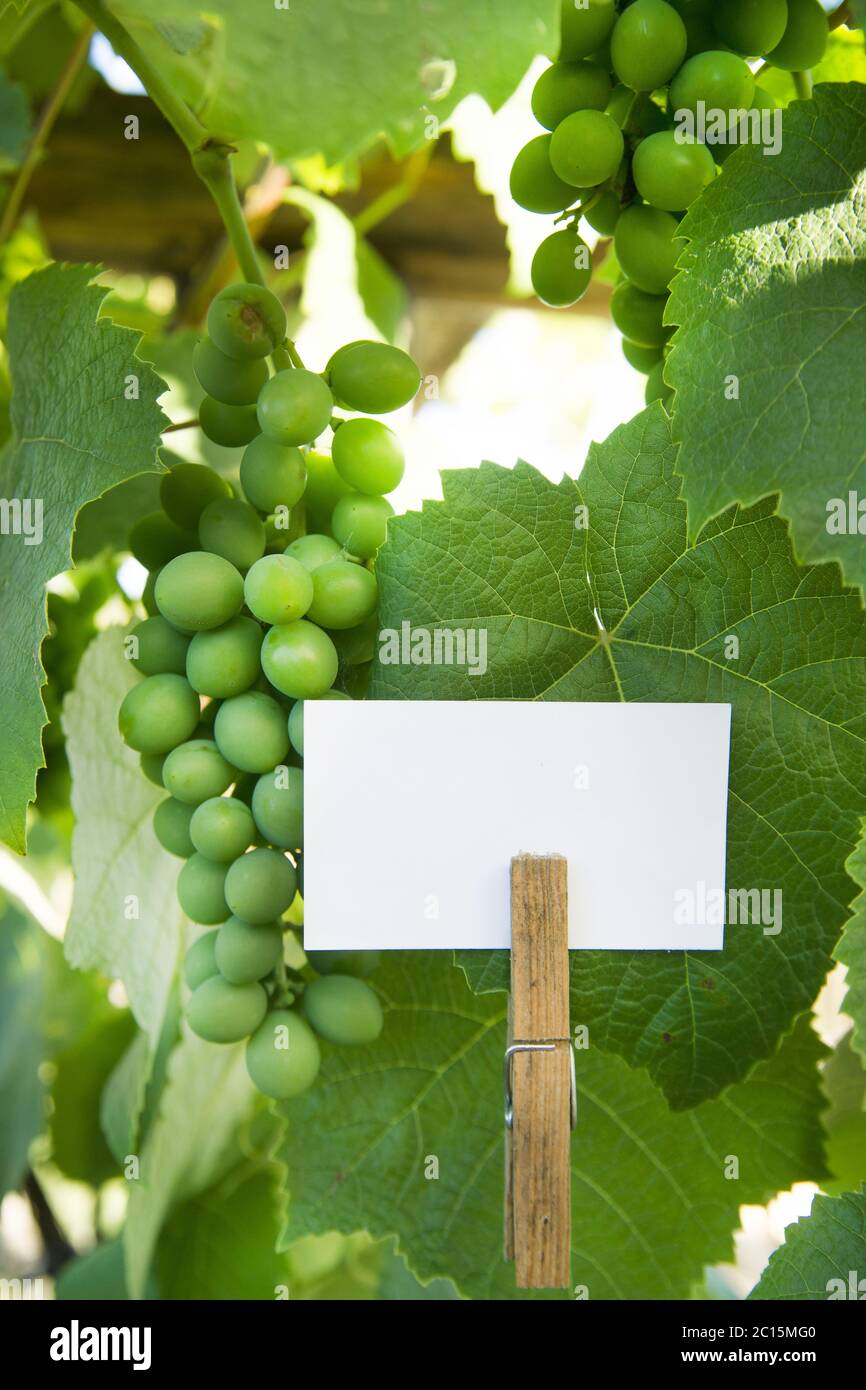 Sour grapes hi-res stock photography and images - Alamy