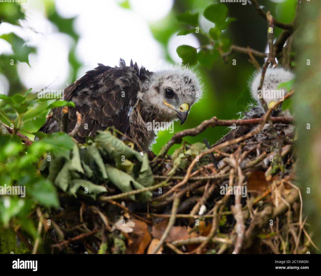 Common Buzzard chick developing in the nest Stock Photo - Alamy