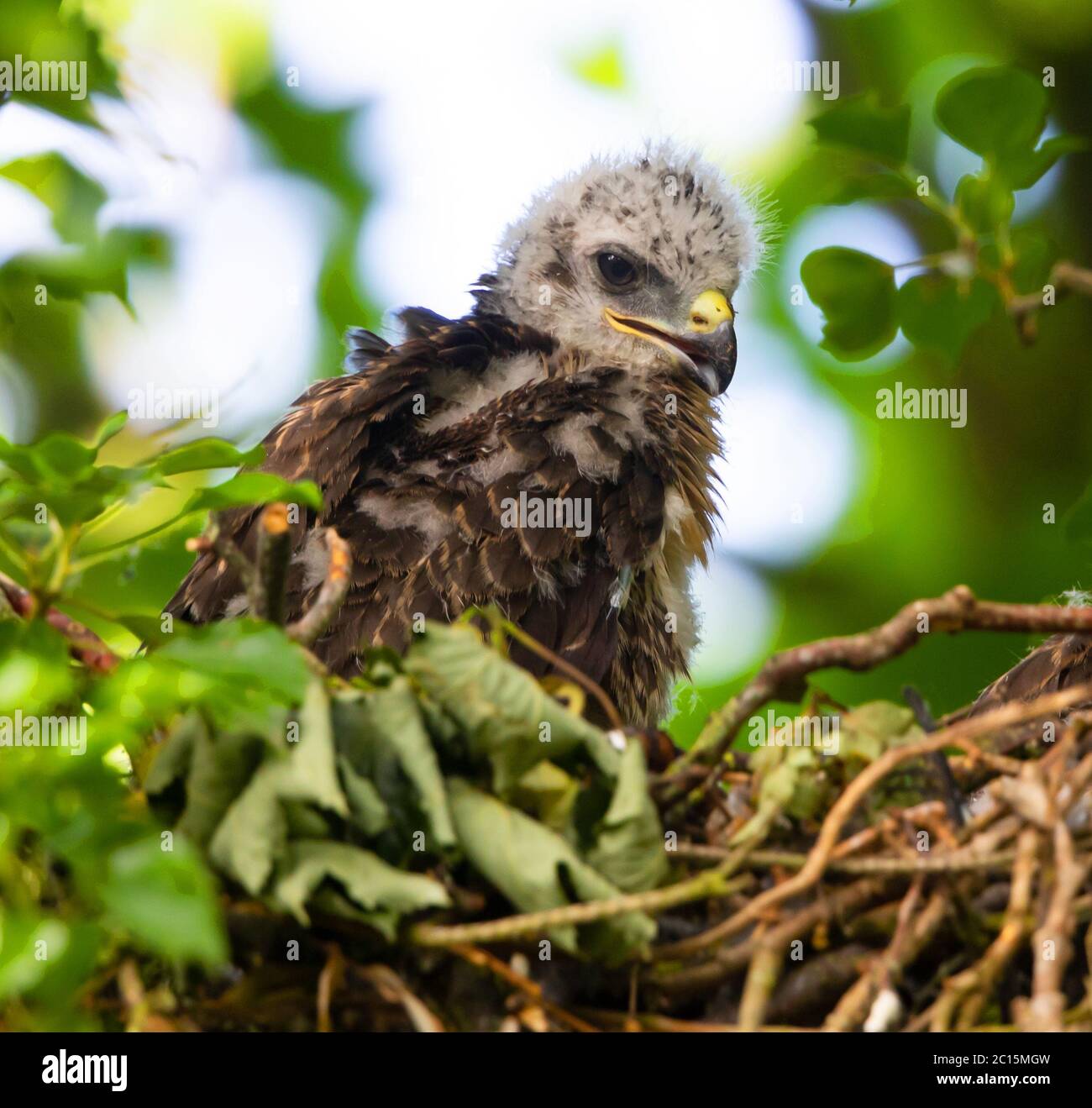 Common Buzzard chick developing in the nest Stock Photo - Alamy
