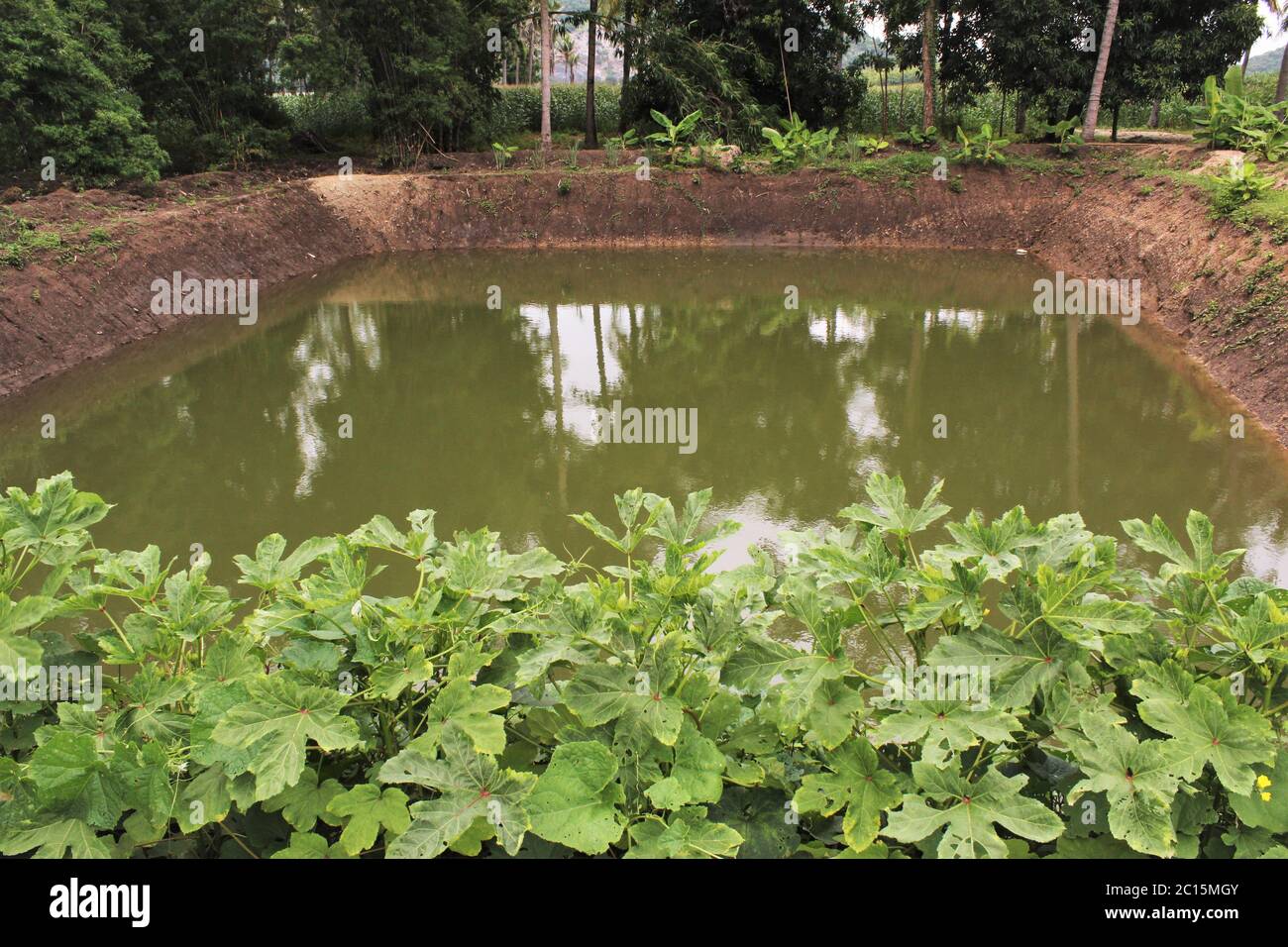 Home garden concept, vegetables plant around pond Stock Photo - Alamy