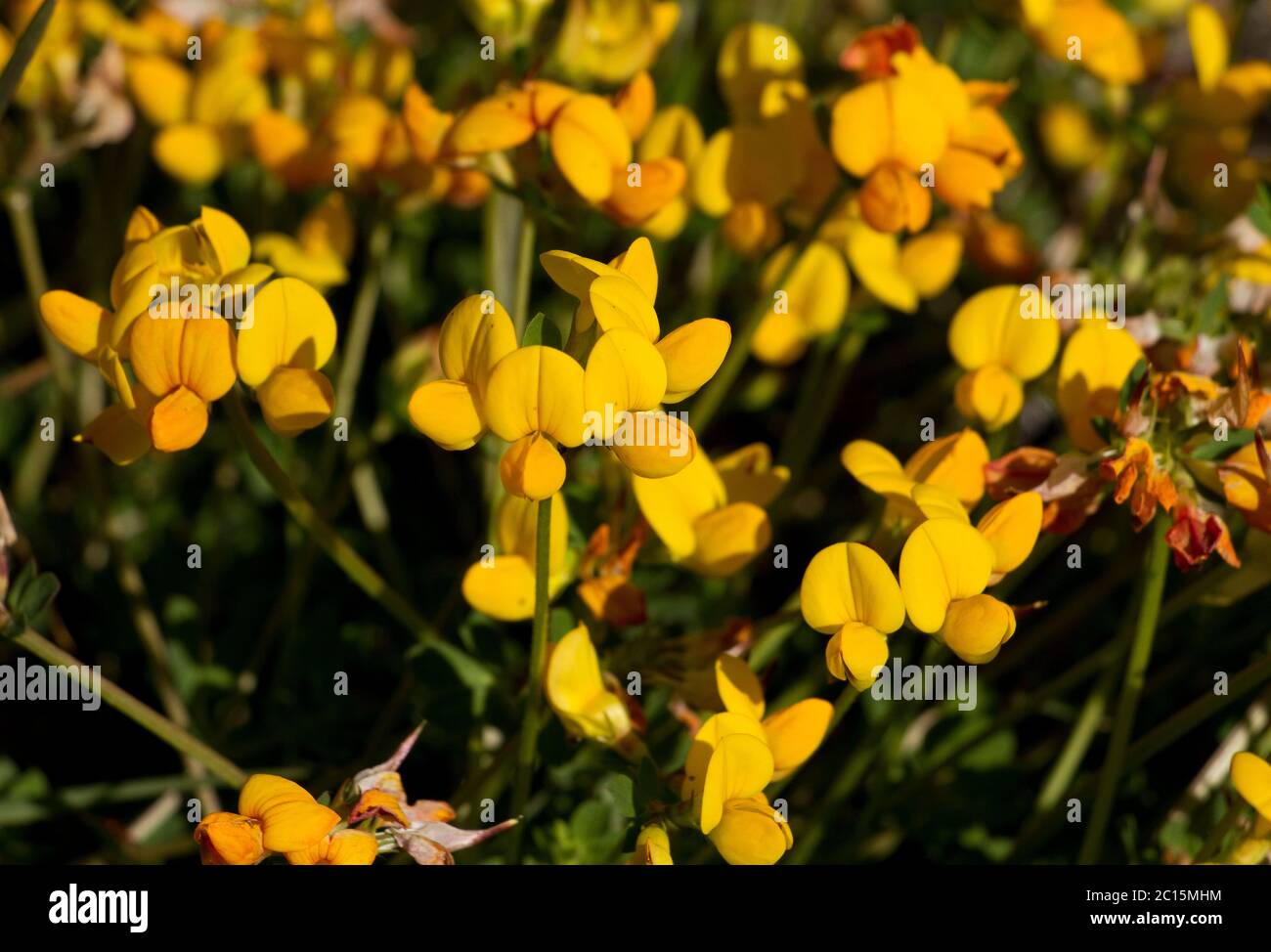 The Common Bird's-foot Trefoil is a bight golden yellow ground hugging ...