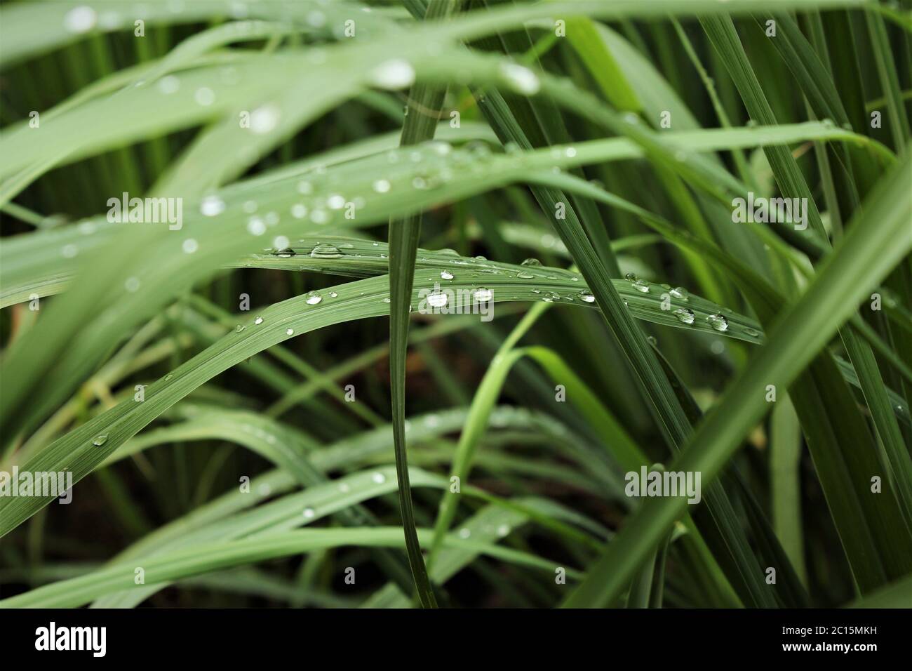 Leave photo hi-res stock photography and images - Alamy
