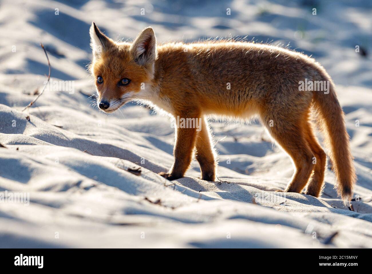 Young fox in the dunes of the Amsterdam water supply Area - Jonge vos ...