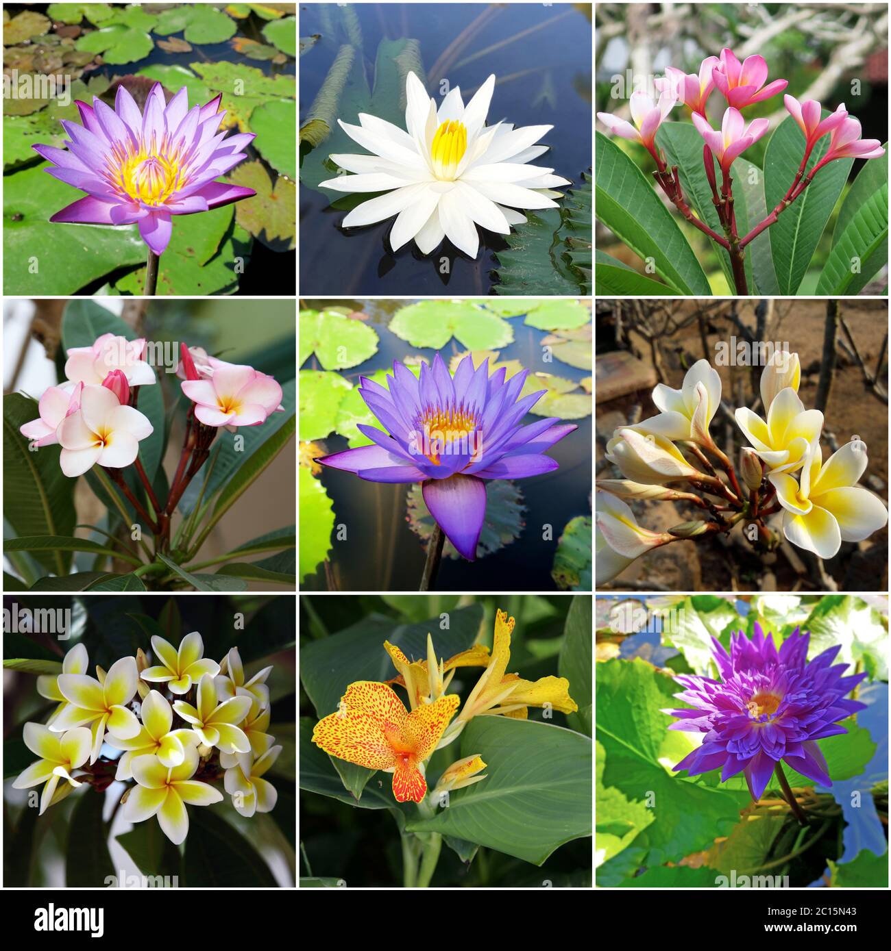 Beautiful pics of flowers Cut Out Stock Images & Pictures - Alamy