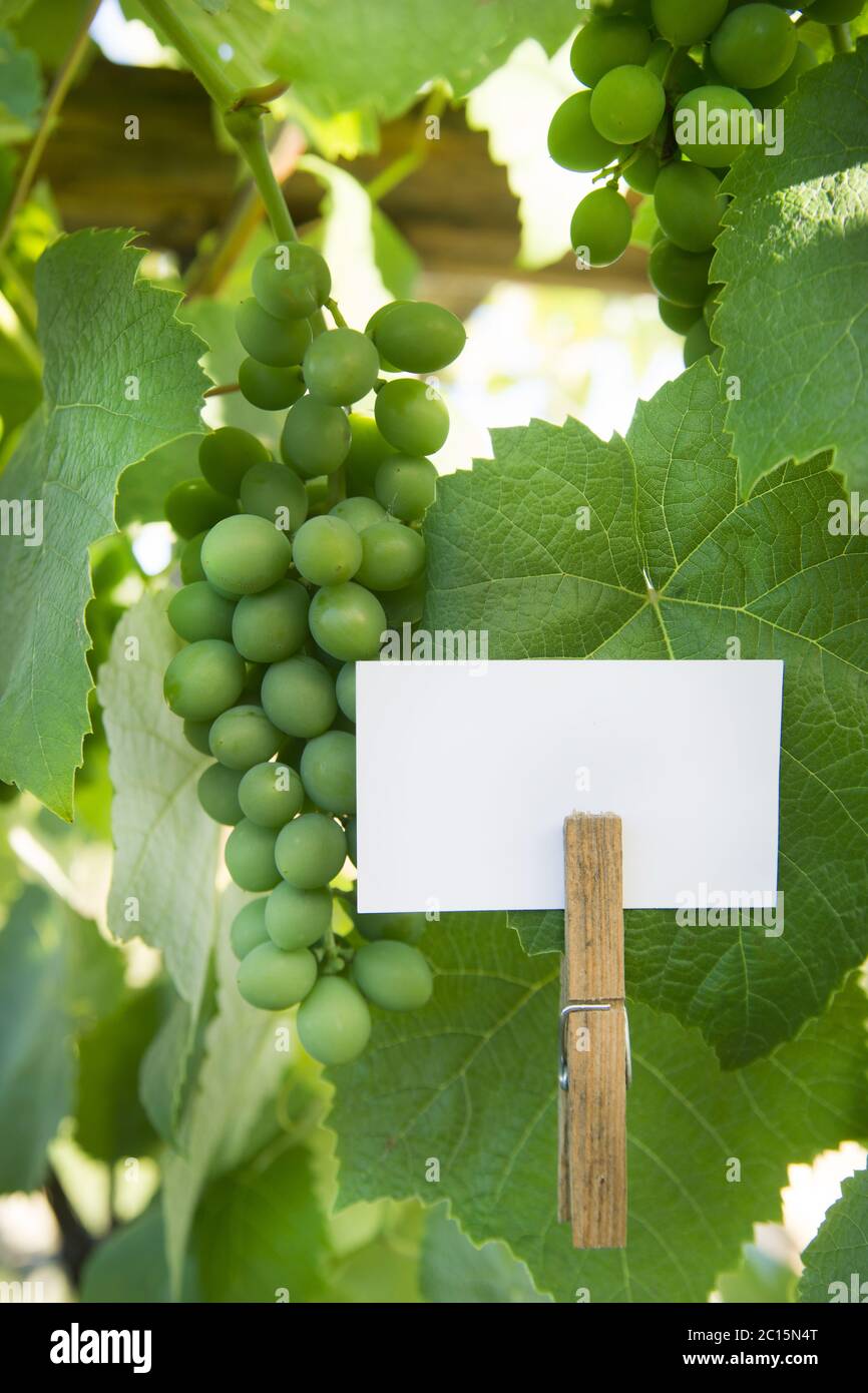 Bitter sour hi-res stock photography and images - Alamy