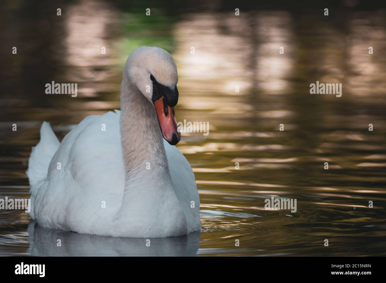 portrait of a beautiful white swan cygnus bird in a water pond Stock ...