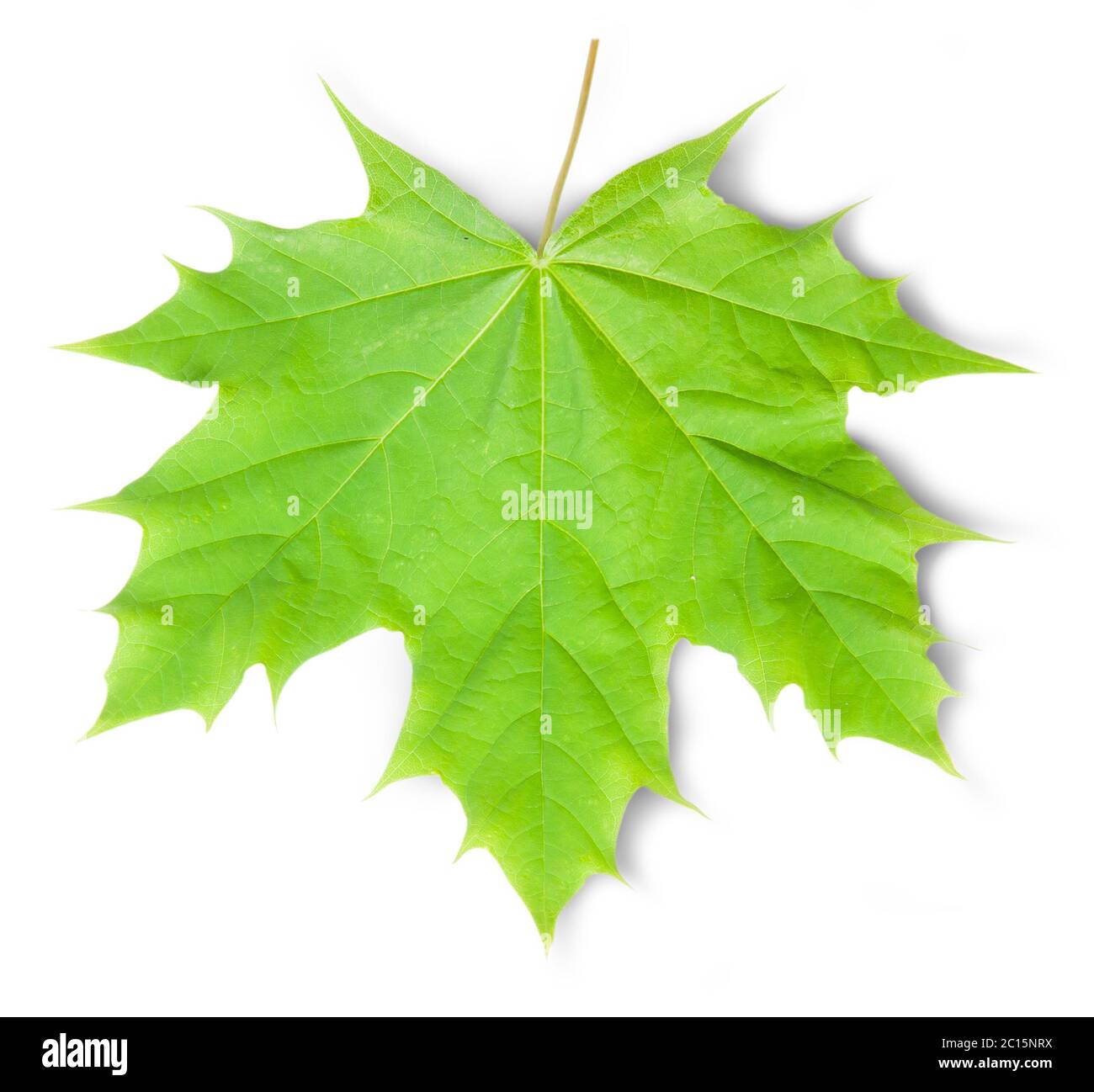 Separate leaf Cut Out Stock Images & Pictures - Alamy