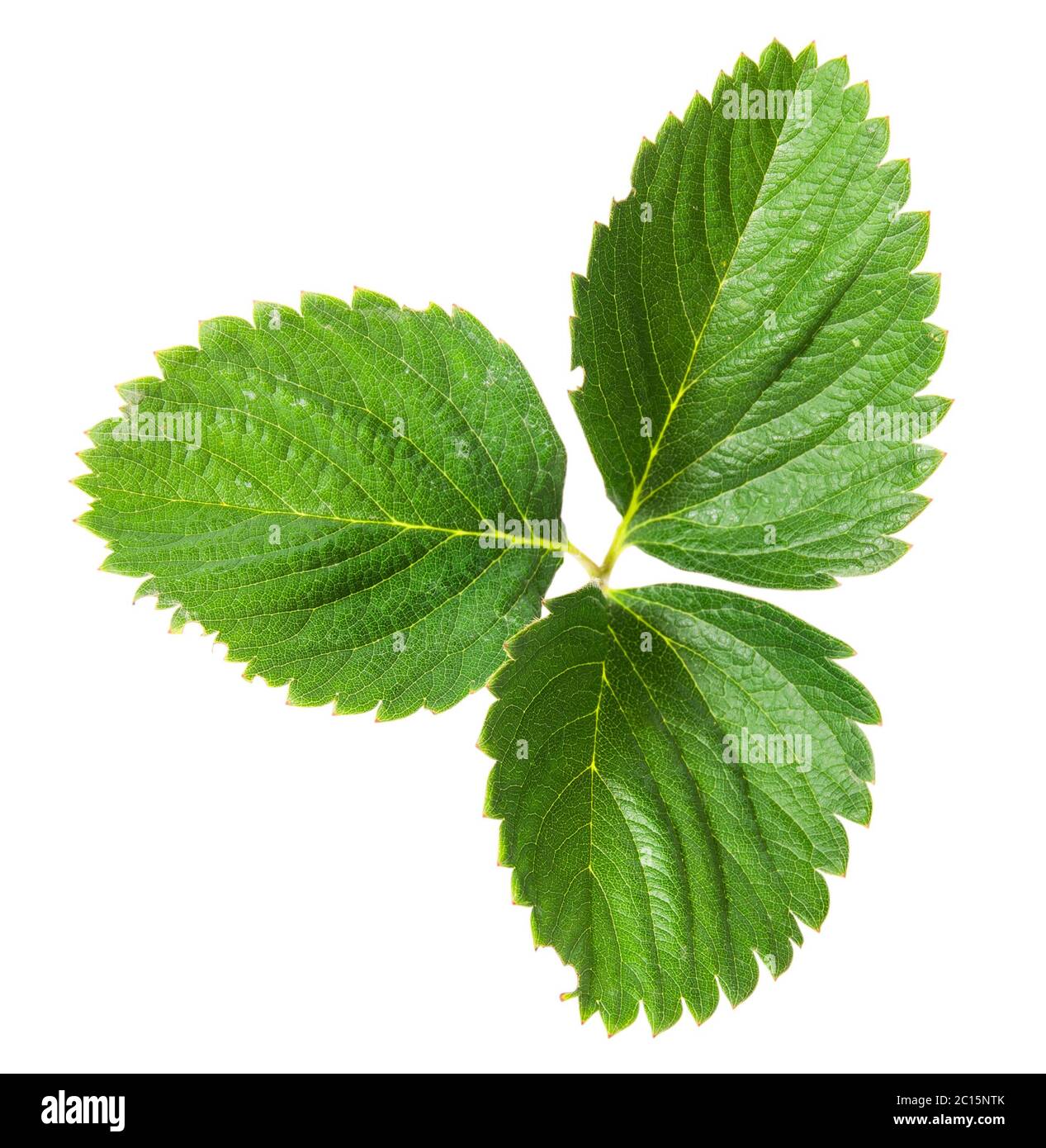 Leaf of strawberry hi-res stock photography and images - Alamy