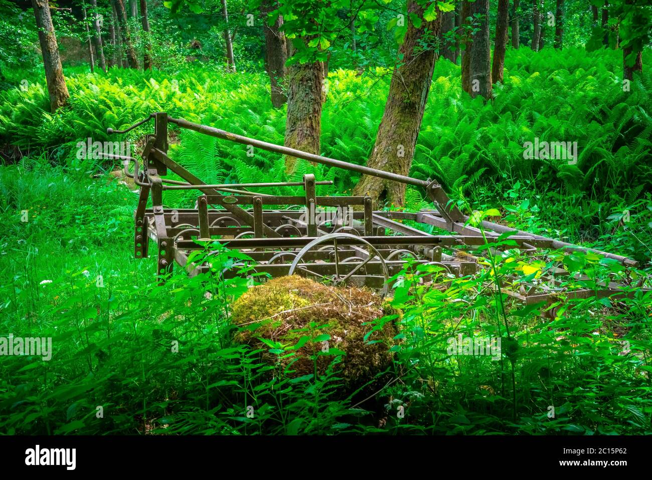 Old harrow in the middle of the forest Mitterfels in the Bavarian ...
